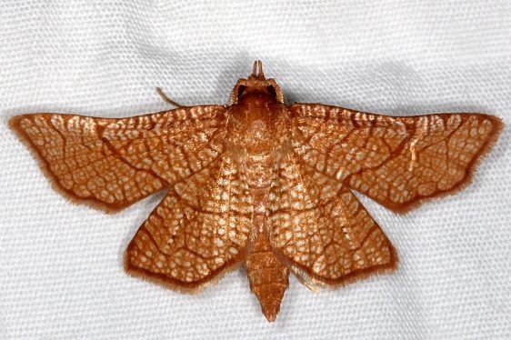 Hodge 6076-6088 Thyrididae- Hyblaeidae – Pickaway County Moths and Beyond